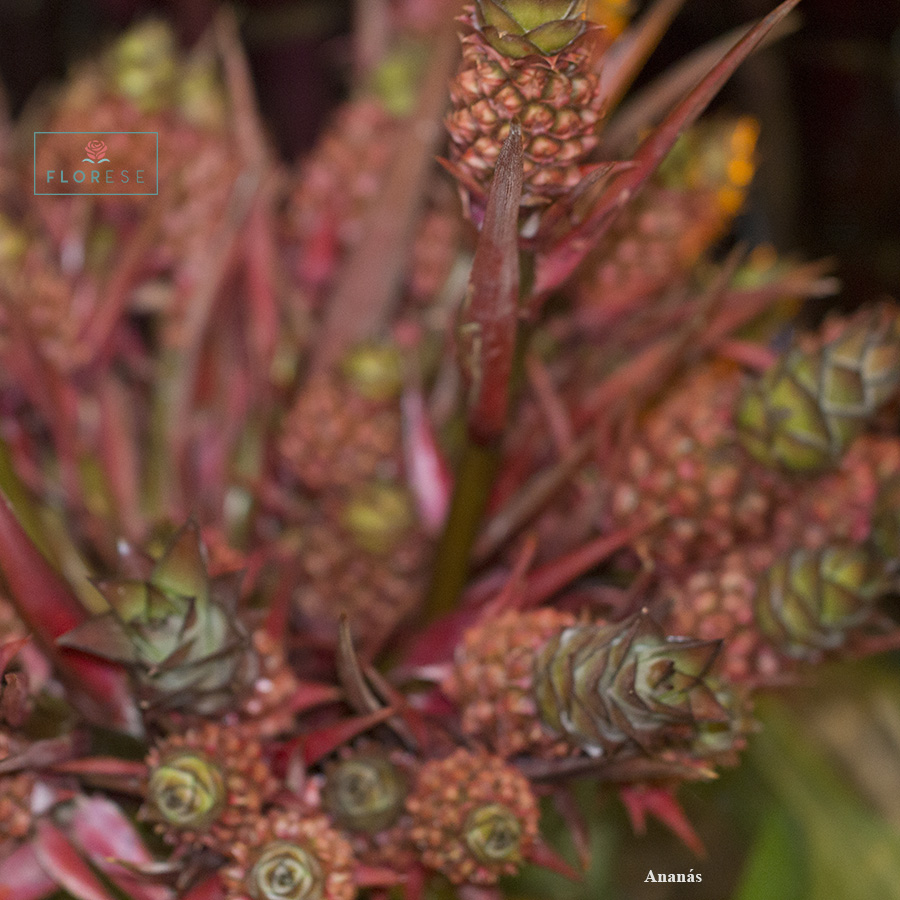 Ananas – Florese