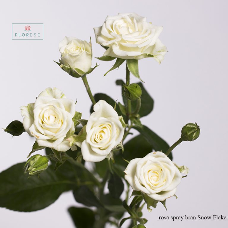 Rosa spray branca Snow Flake – Florese