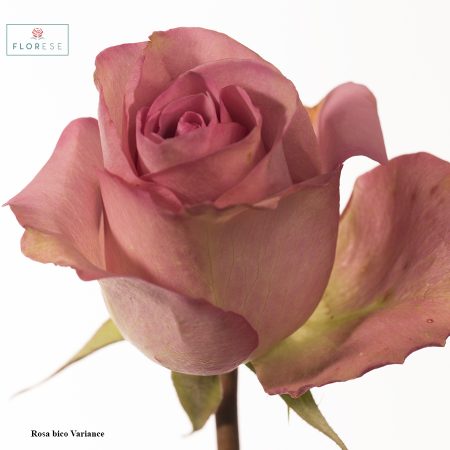 Rosa bicolor Variance | Florese